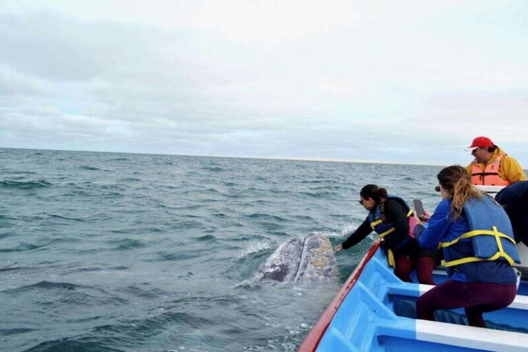 Grey Whale Watching at Mag Bay From Loreto - Introduction: What’s the Tour All About?