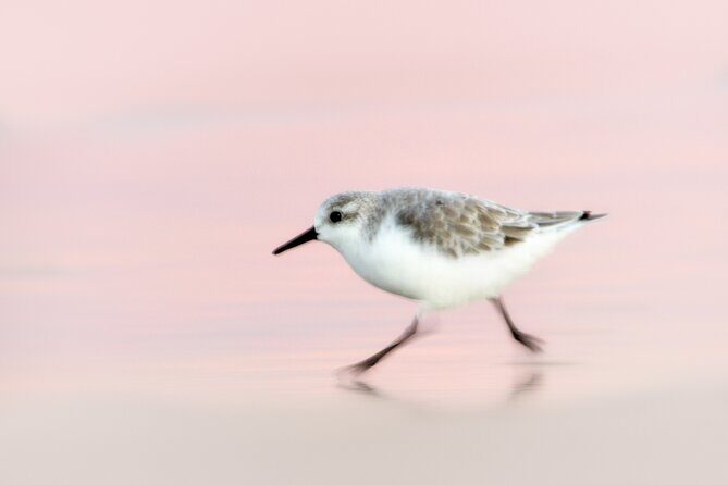 Group Boat Tours of Chincoteague & Assateague - Wild Ponies - Final Thoughts: Why Choose This Tour?