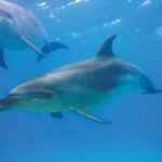 Group tour to Bay of Islands return from Auckland - Practical Aspects and What to Expect