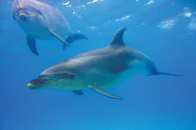 Group tour to Bay of Islands return from Auckland - Practical Aspects and What to Expect