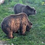 Grouse Mnt+StanleyPark+Hatchery+Cleveland Dam+LynnCanyonTOUR - Final Thoughts