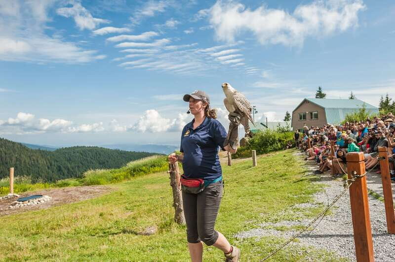 Grouse Mountain, Capilano Bridge & Fish Hatchery Tour - Is It Good Value for Money?