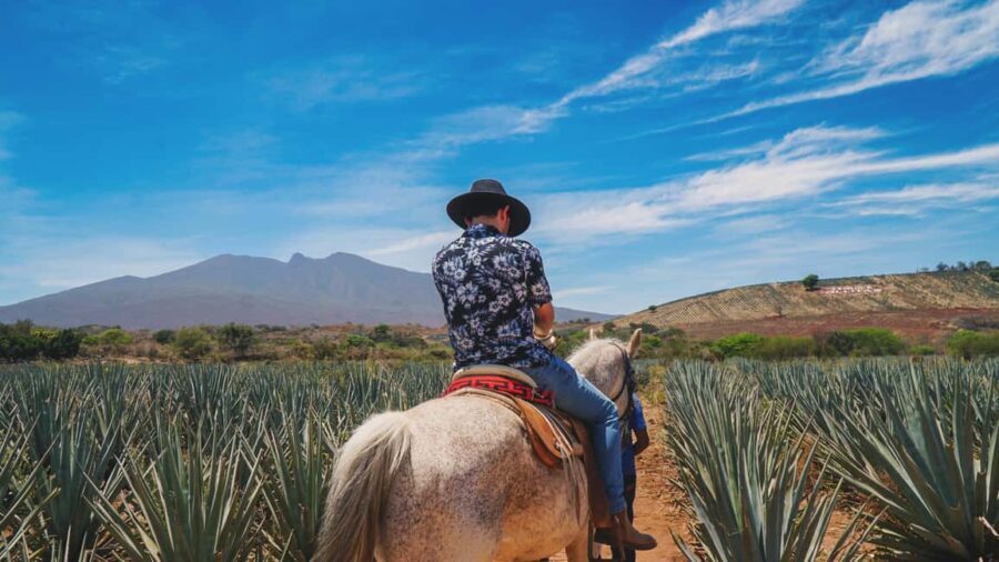 Guadalajara: Tequila Day Trip with Jose Cuervo Option - What’s Included and What to Expect