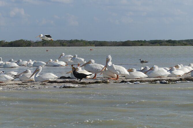 Guided Bird Watching Private Tour in Rio Lagartos from Tulum - Transportation and Comfort