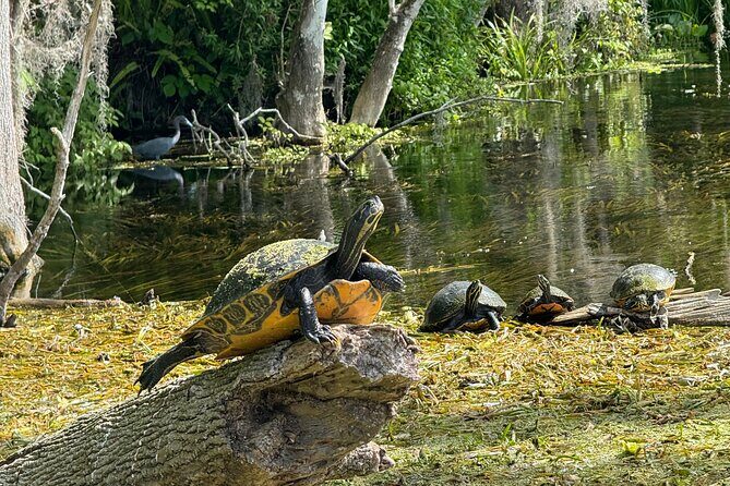 Guided Clear Kayak Tours on the Silver River - Why You Should Consider This Experience