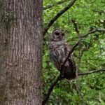 Guided Congaree National Park Kayak Tour - What to Expect During Your Kayak Trip