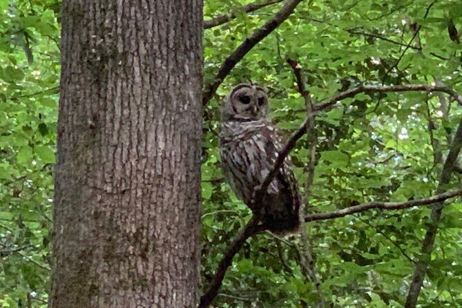 Guided Congaree National Park Kayak Tour - What to Expect During Your Kayak Trip