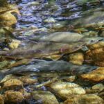 Guided Fishing Adventure in Whistler - The Value of the Experience