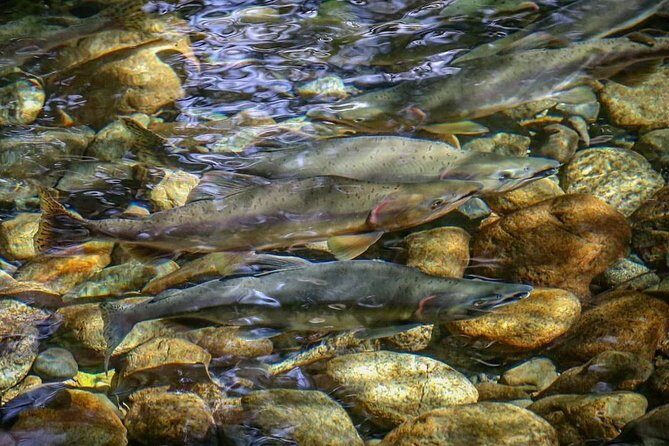 Guided Fishing Adventure in Whistler - The Value of the Experience