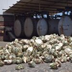 Guided Full Day Tour to Tequila and Cantaritos el Guero - In-Depth Look at the Tour Experience