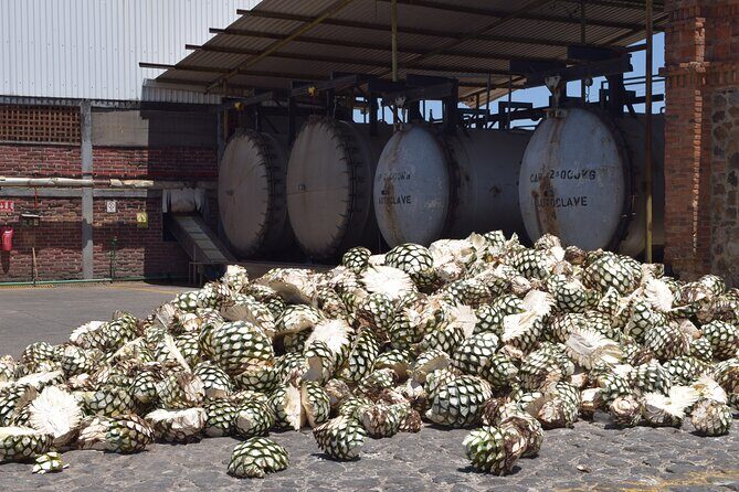 Guided Full Day Tour to Tequila and Cantaritos el Guero - In-Depth Look at the Tour Experience