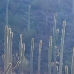 Guided Hike in the Sonoran Desert - Practical Details and Considerations