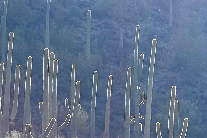 Guided Hike in the Sonoran Desert - Practical Details and Considerations