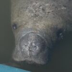 Guided Kayak Experience at EG Simmons Park - Wildlife and Scenery: What You’re Likely to See