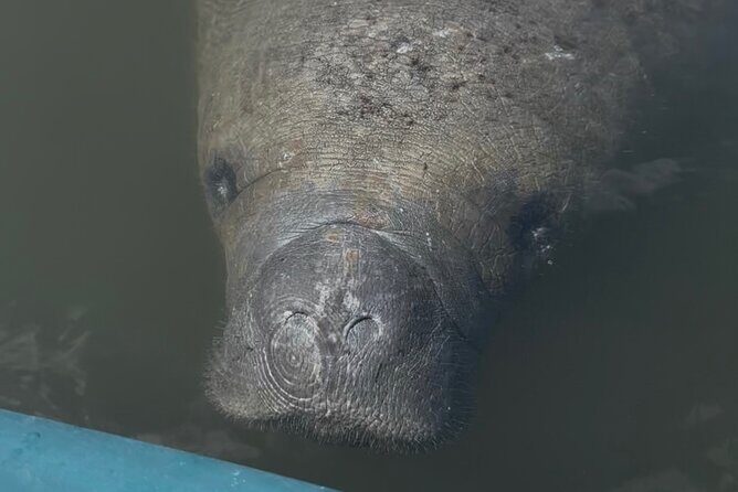 Guided Kayak Experience at EG Simmons Park - Wildlife and Scenery: What You’re Likely to See