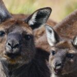 Guided Koala Walk and Bushfire ecology tour - Final Thoughts