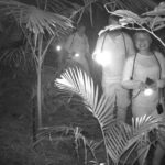 Guided Night Walk in Cape Tribulation - The Itinerary in Detail