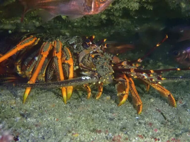 Guided Shore Dive Tour for Certified Divers - The Itinerary: What to Expect from Start to Finish