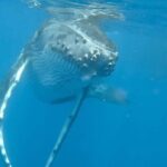 Guided Small Group Whale Watching and Swim Tour Tahiti - Itinerary in Detail