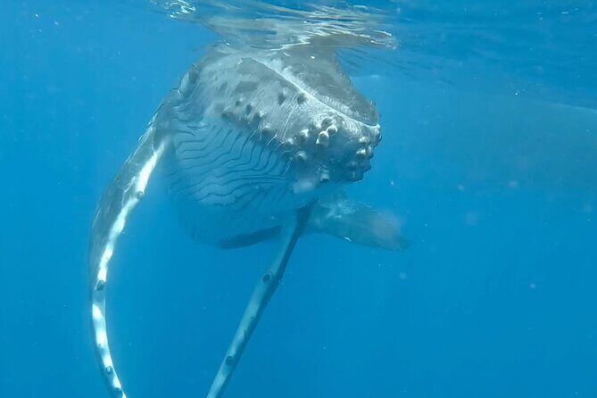 Guided Small Group Whale Watching and Swim Tour Tahiti - Itinerary in Detail