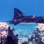 Guided Snorkeling for Beginners with Flotation Wetsuit - Introduction: A Safe and Relaxed Maui Snorkel Adventure