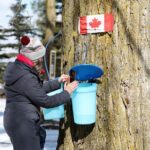 Guided Sugar Bush Tour and Beer Tasting from Toronto - Practical Details: What to Expect and How to Make the Most of It