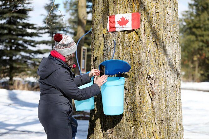 Guided Sugar Bush Tour and Beer Tasting from Toronto - Practical Details: What to Expect and How to Make the Most of It