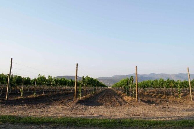 Guided tour and tasting of 4 wines at Viñedo Dos Búhos - Who Should Consider This Tour?