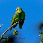 Guided Tour in Costa Maya Chacchoben Ruins History - Final Thoughts