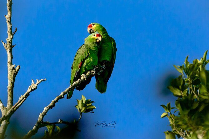 Guided Tour in Costa Maya Chacchoben Ruins History - Final Thoughts