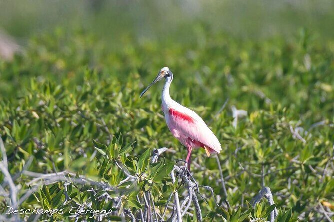 Guided Tour in Sian Ka'an Flora and Fauna Reserve - Detailed Breakdown of the Tour