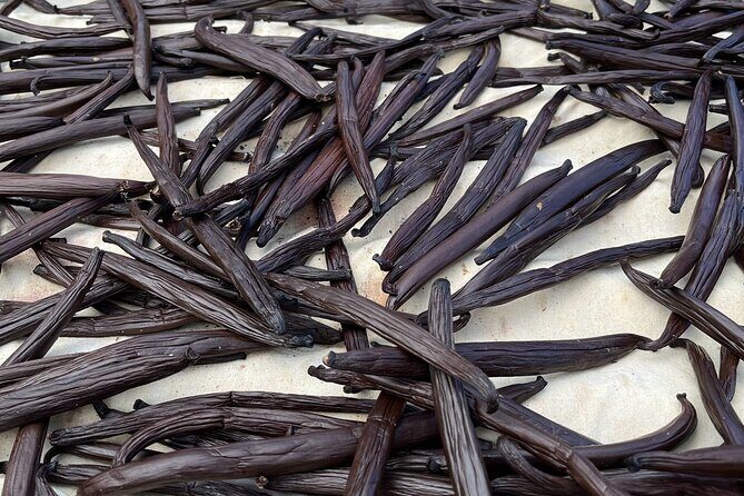 Guided tour of the island of Tahaa with Revanui Excursions - Who Will Love This Tour?