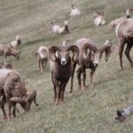 Guided Tour to Banff Highlights & Wildlife With Gondola Admission - The Value and How It Compares