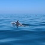 Guided Two hours Jetski Coastal Tour - Potential Drawbacks & Considerations