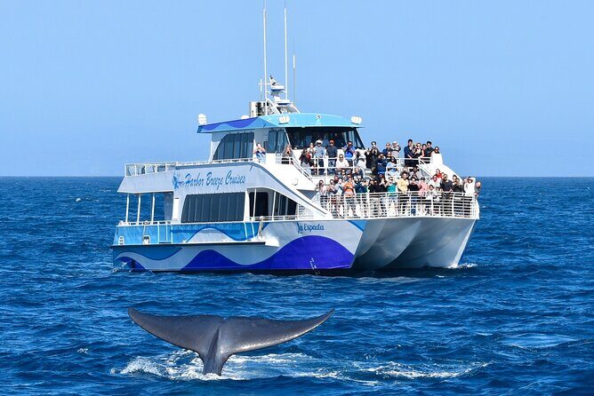 Guided Whale Watching Tour from Long Beach - An In-Depth Look at the Experience