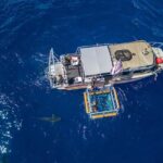 Haleiwa: North Shore Shark Cage Diving Experience - Is It Worth the Price?