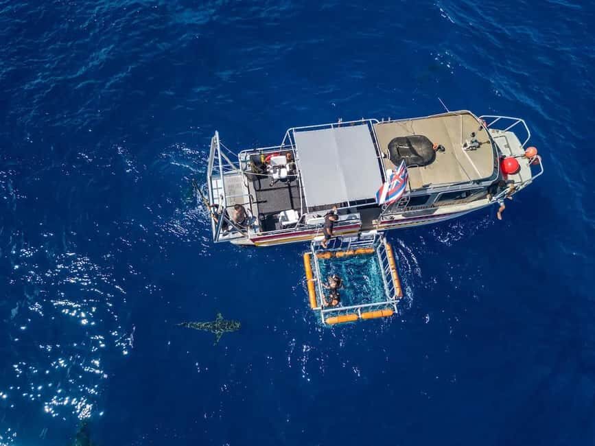 Haleiwa: North Shore Shark Cage Diving Experience - Is It Worth the Price?