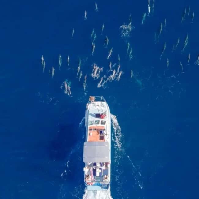 Haleiwa: North Shore Whale Watching Tour by Catamaran - What to Expect on the Tour