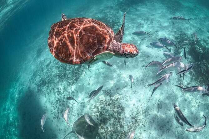 Half a Day Snorkeling with Sea Turtles Encounter and Free time - Exploring the Tour Itinerary in Detail