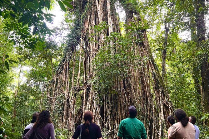 Half-Day Aboriginal Tour Atherton Tablelands - In-Depth Look at the Tour