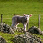 Half-Day Auckland City Sightseeing Small Group Tour - Authentic Insights from Past Participants