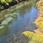 Half Day Christchurch Scenic Tour with Local Guide - Who Should Consider This Tour?