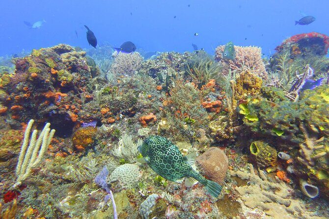 Half Day Dive Trip to the Cozumel reef - Final Thoughts