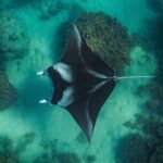 Half day Eco Snorkeling small group Tour in Bora Bora - An In-Depth Look at the Bora Bora Eco Snorkeling Tour