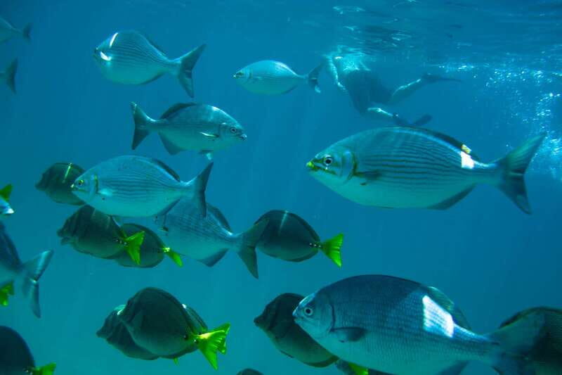 Half Day Guided Snorkel Tour in Los Cabos - Who Will Love This Tour?