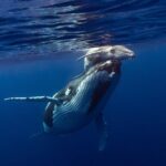 Half-Day Humpback Whales Encounter in Moorea - Optional Swimming Segment