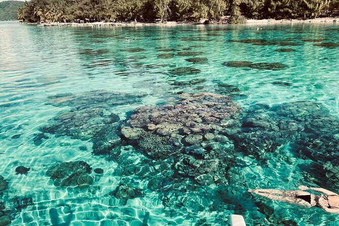 Half day lagoon safari tour in Bora Bora- Shared tour - Itinerary Breakdown: What to Expect