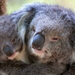 Half-Day or Full-Day Tour with Private Guide from Melbourne - FAQ