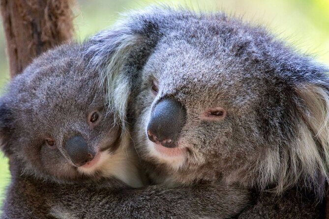 Half-Day or Full-Day Tour with Private Guide from Melbourne - FAQ