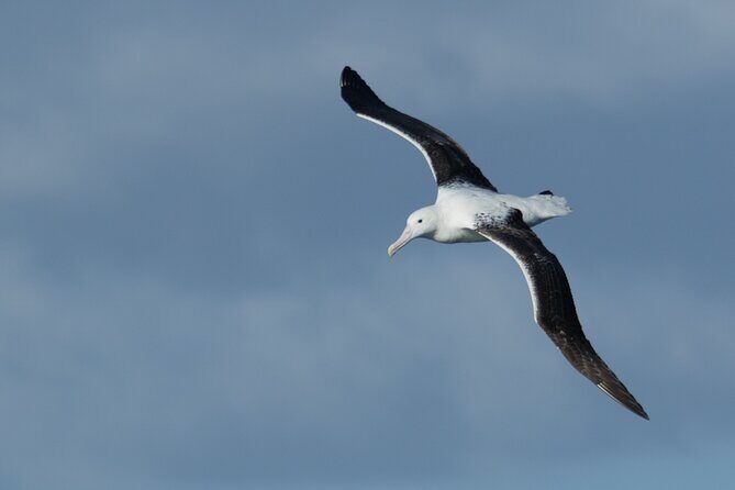 Half-Day Private City, Sights & Wildlife Tours - What Travelers Say